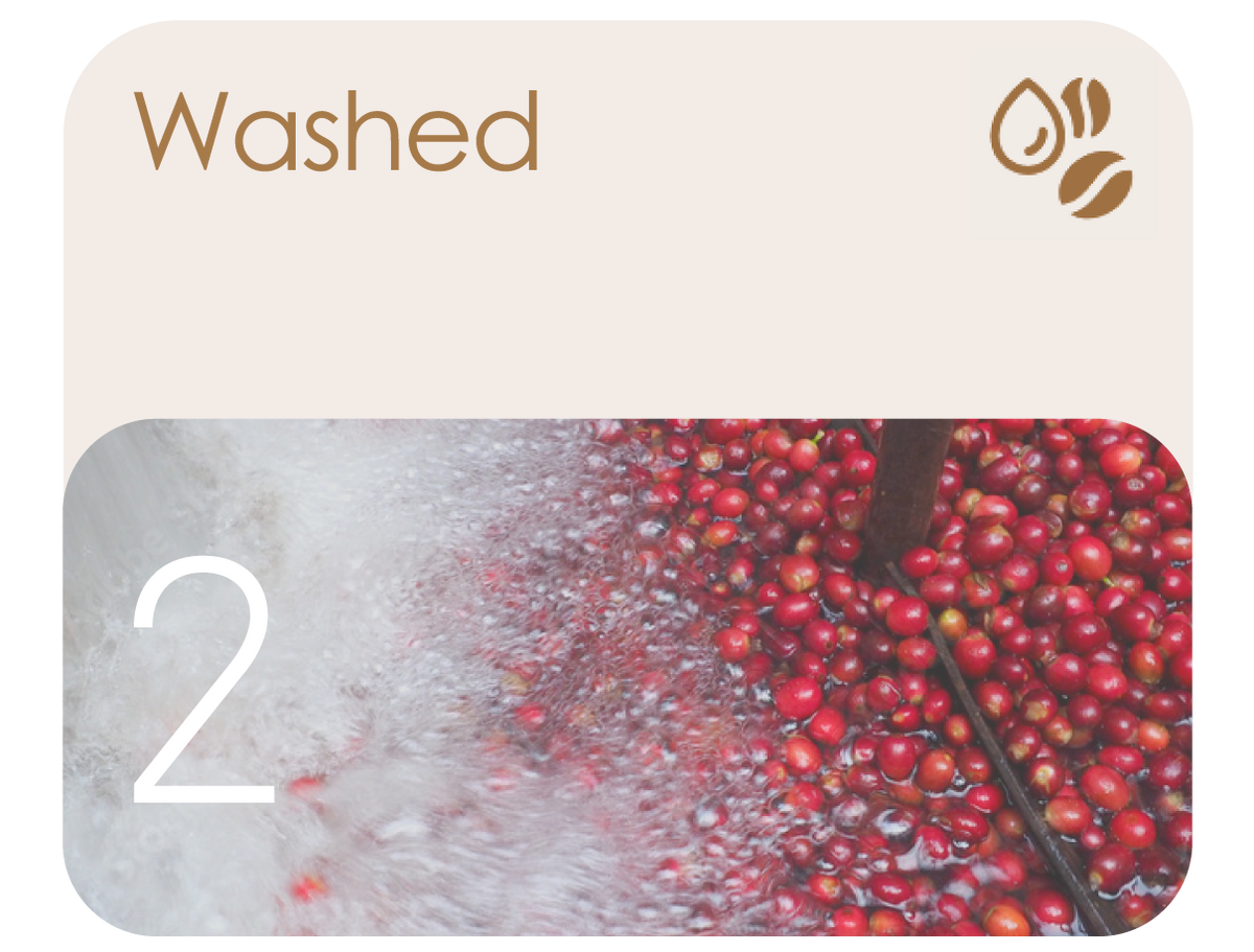 World's 1st Green Coffee Sorting Solution – avercasso | AI Green Coffee Bean Sorter