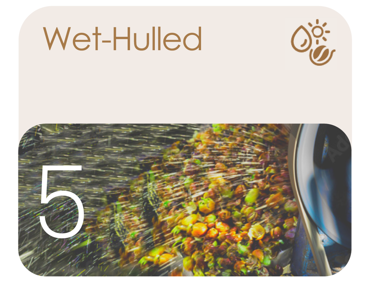 avercasso | AI Coffee Bean Sorter – avercasso | AI Green Coffee Beans ...