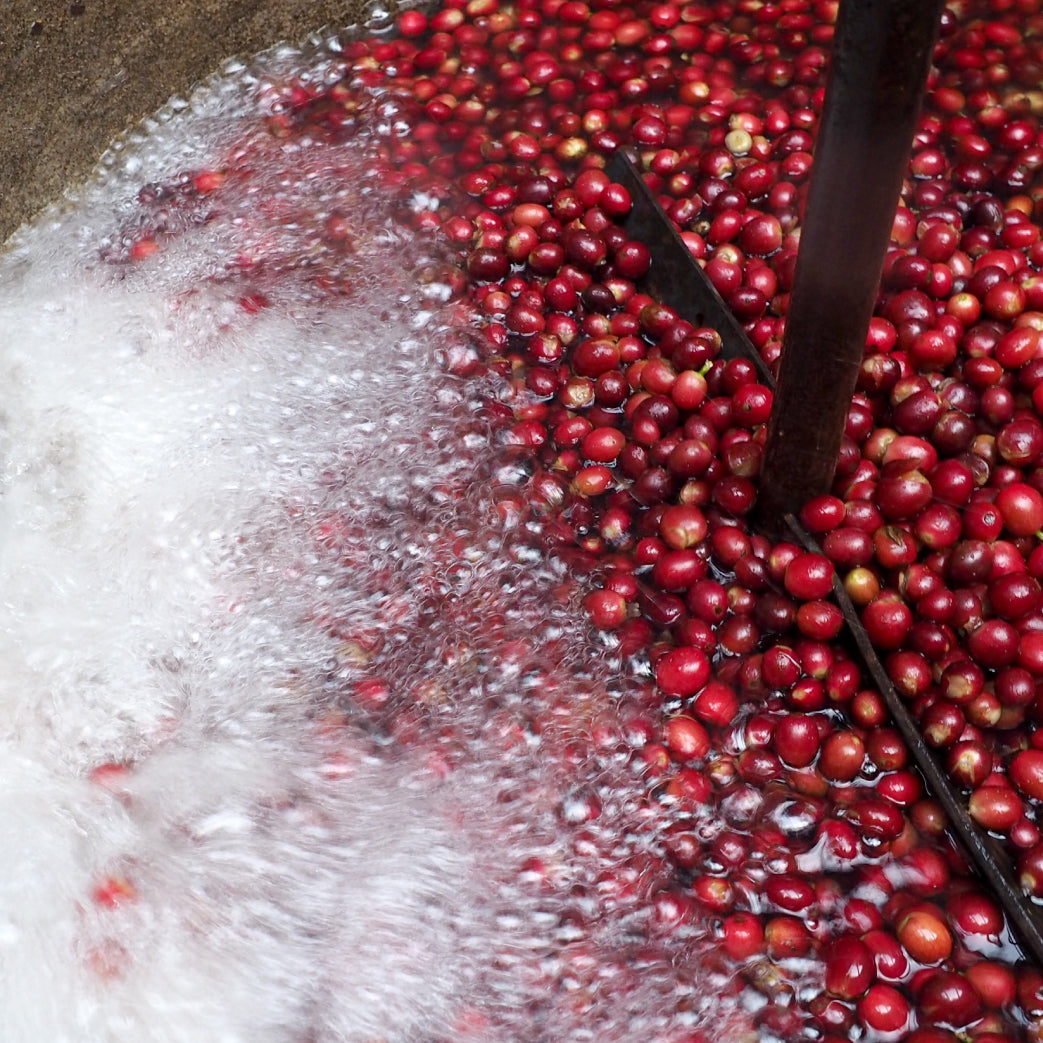 AI Coffee Bean Sorters – avercasso | AI Green Coffee Bean Sorter