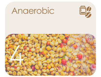 avercasso | AI Coffee Bean Sorter – avercasso | AI Green Coffee Beans ...